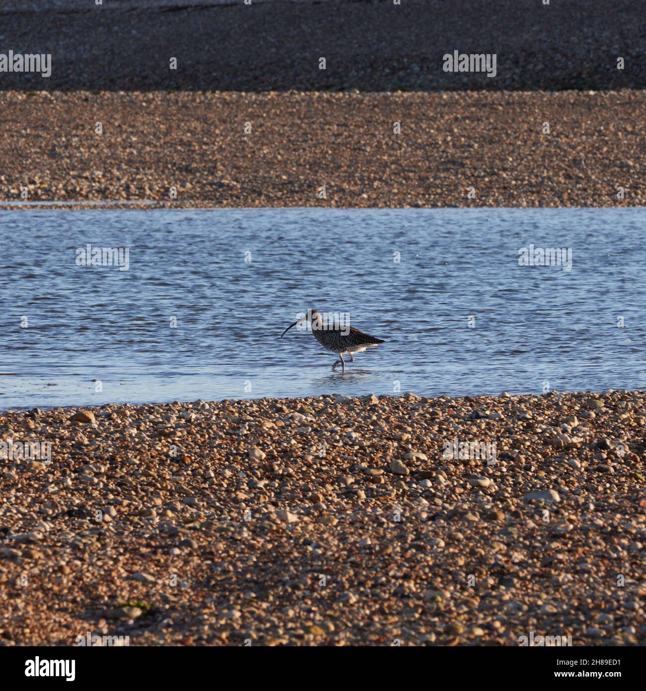 A curlew wading bird seen in Pagham Harbour Nature Reserve in a stream ...