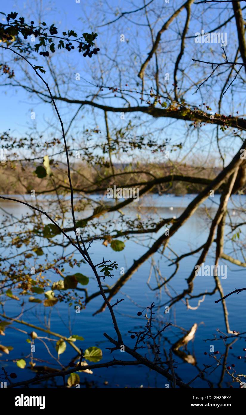 walk around leybourne lake in kent. winter day Stock Photo - Alamy