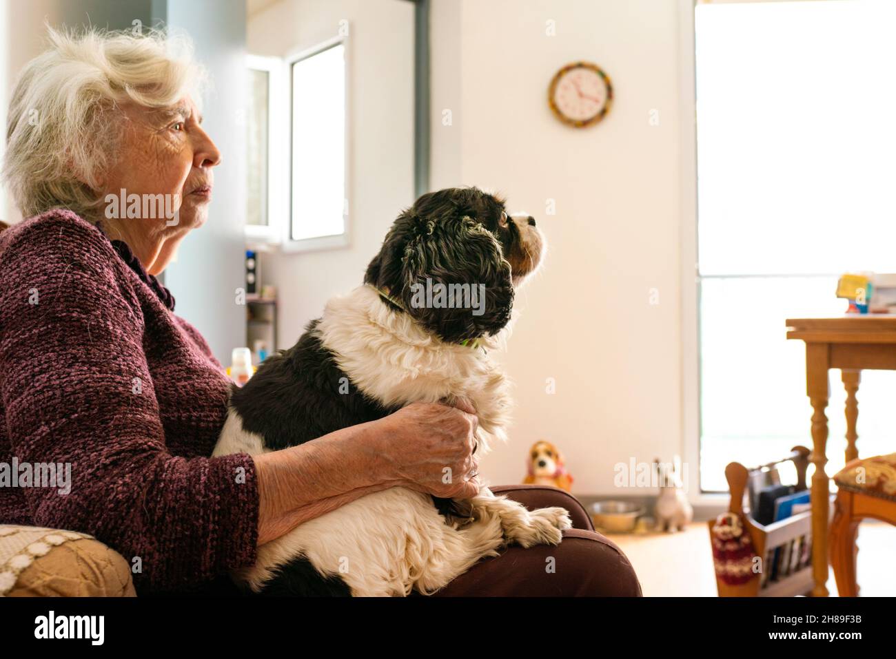 Octogenarian with his dog Stock Photo - Alamy