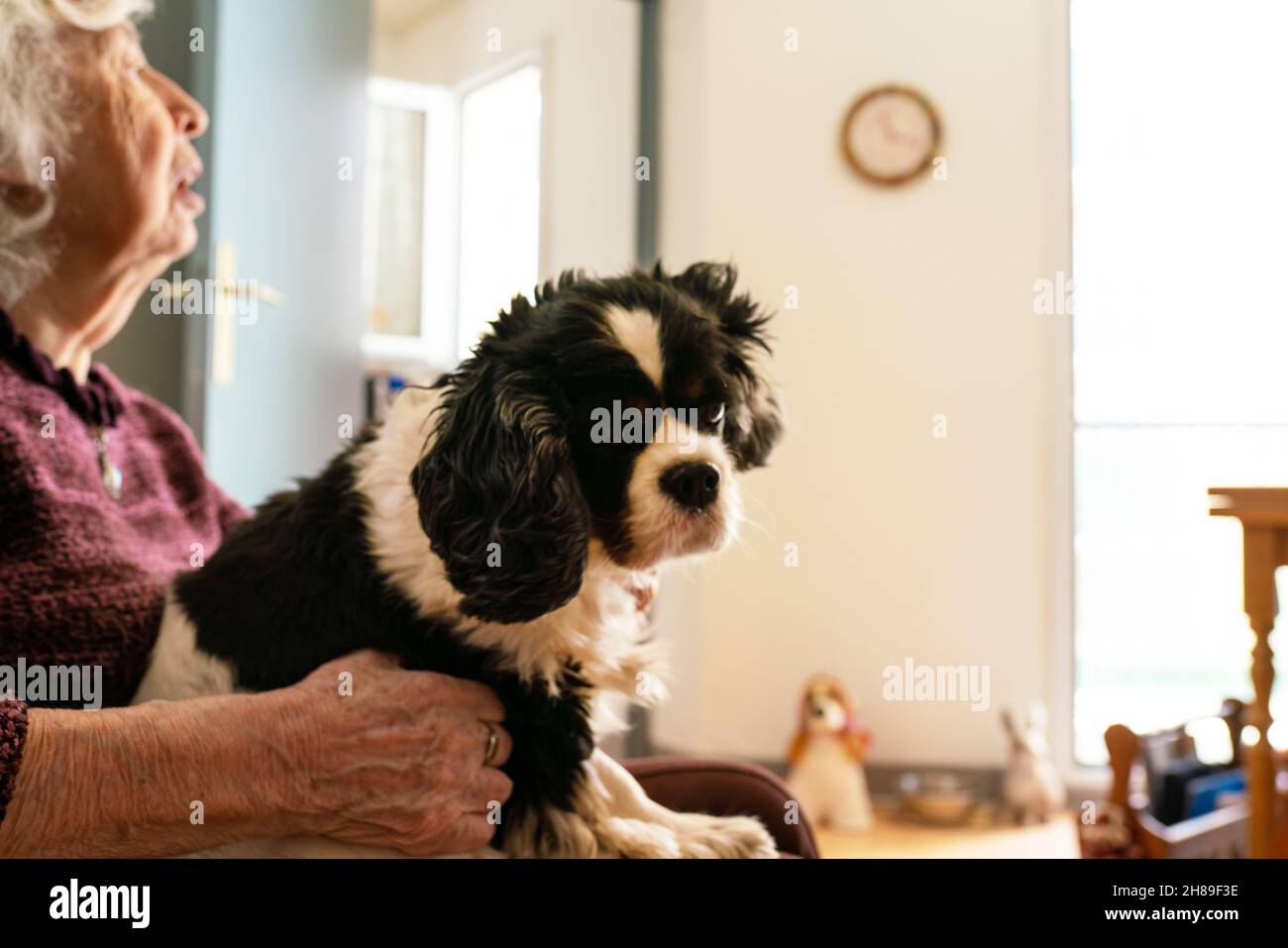 Octogenarian with his dog Stock Photo - Alamy