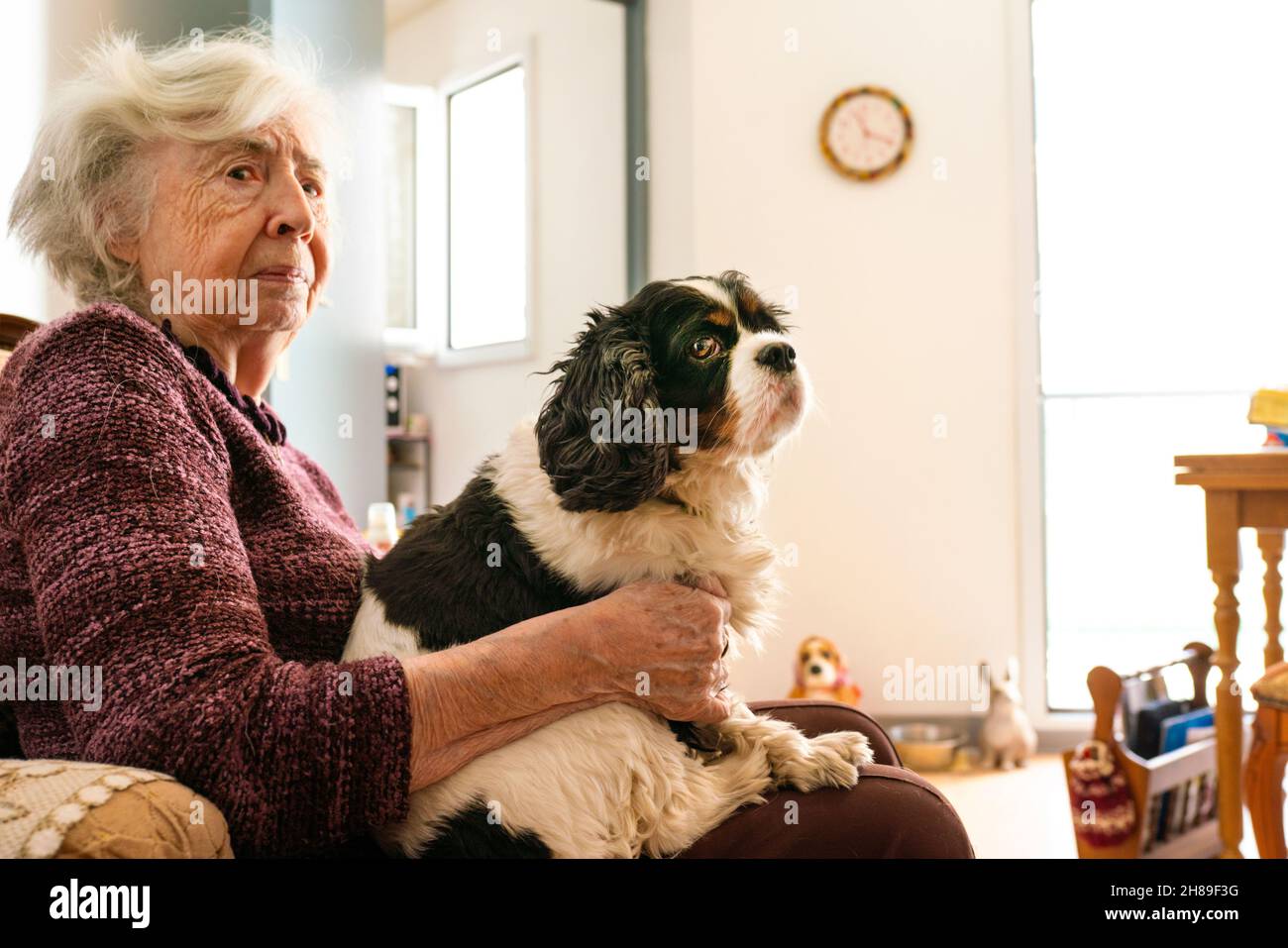 Octogenarian with his dog Stock Photo - Alamy