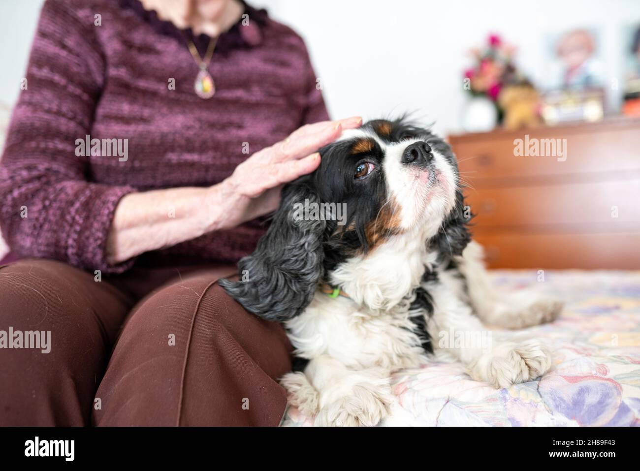 Octogenarian with his dog Stock Photo - Alamy