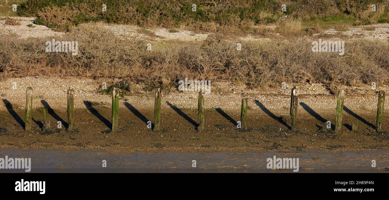 Old wooden posts seen in the ground of Pagham Harbour Nature Reserve ...