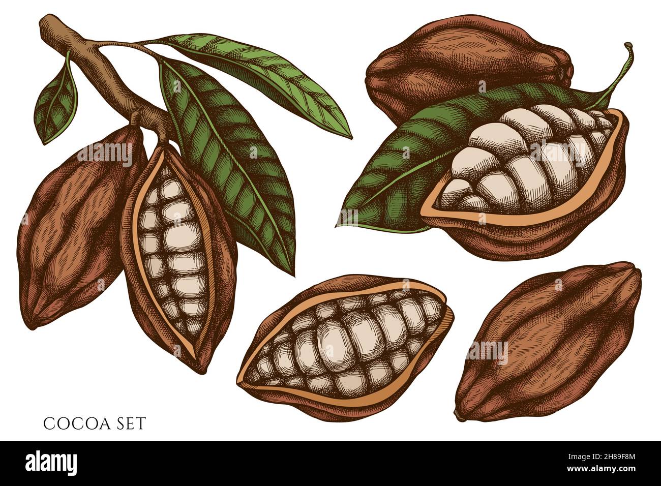 Vector set of hand drawn colored cocoa Stock Vector Image & Art - Alamy