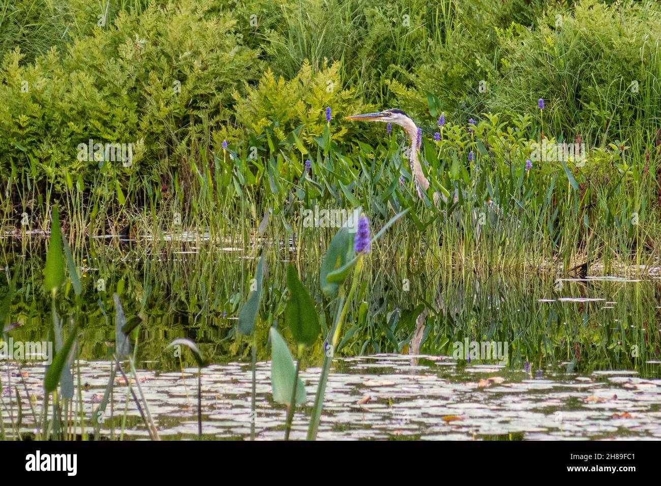 A great blue heron hiding amongst the grass and pickerell weeds in the ...