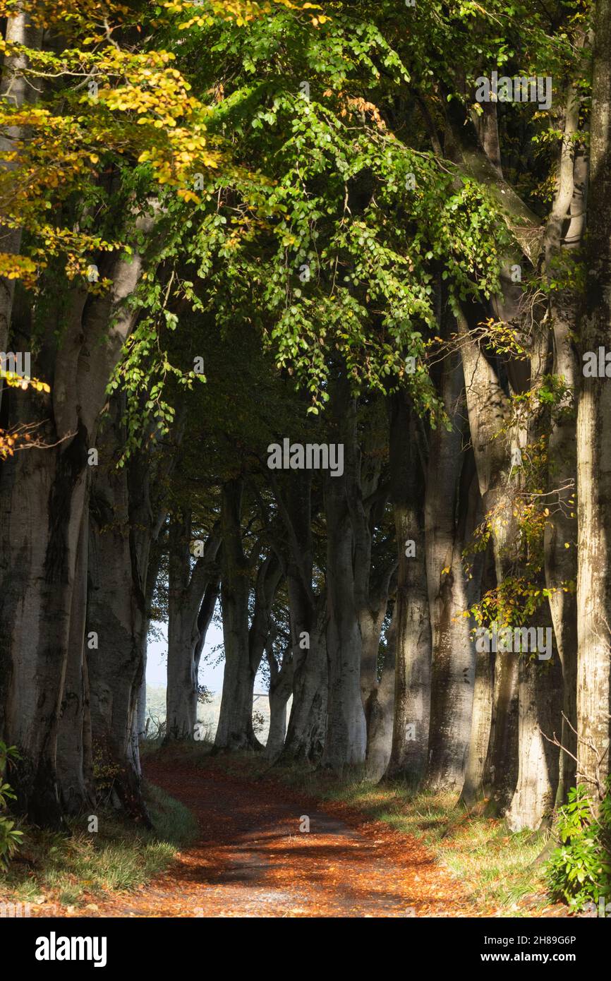 Tall Beech Trees (Fagus Sylvatica) Create a Tunnel of Foliage Over a ...