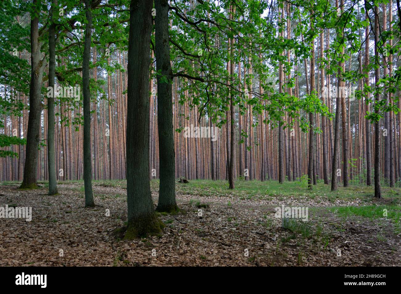 Pine Forest in Brandenburg, Germany Stock Photo - Alamy