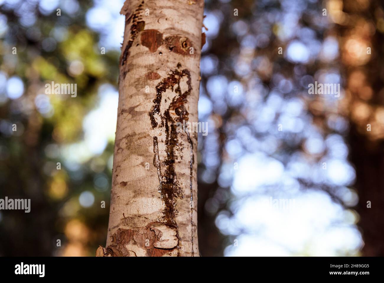 Tree trunk with cutting wounds from which natural resin flows Stock ...