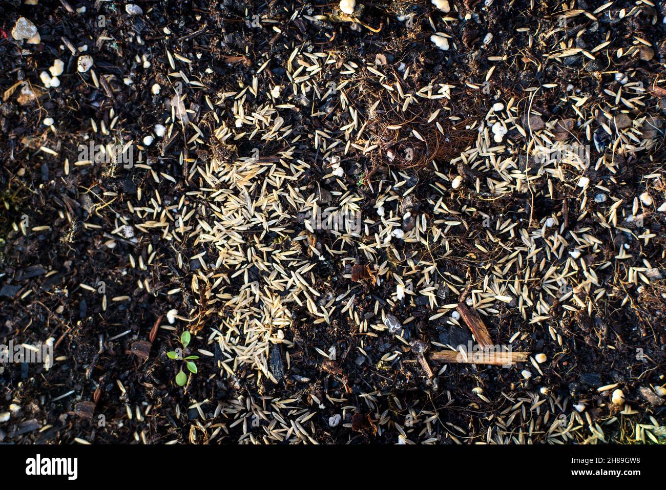 Grass seeds thrown on a ground Stock Photo - Alamy