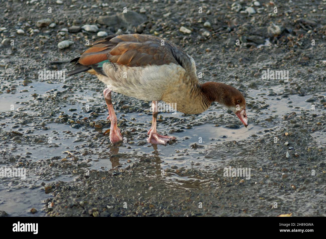 London, UK. 28th Nov, 2021. Egyptian Geese forage on the Thames's ...