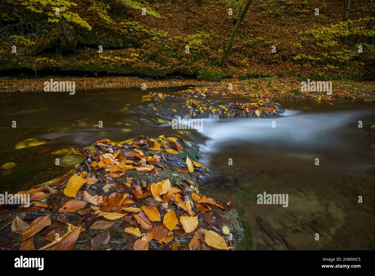 The river water with fallen autumn leaves flowing through the forest ...