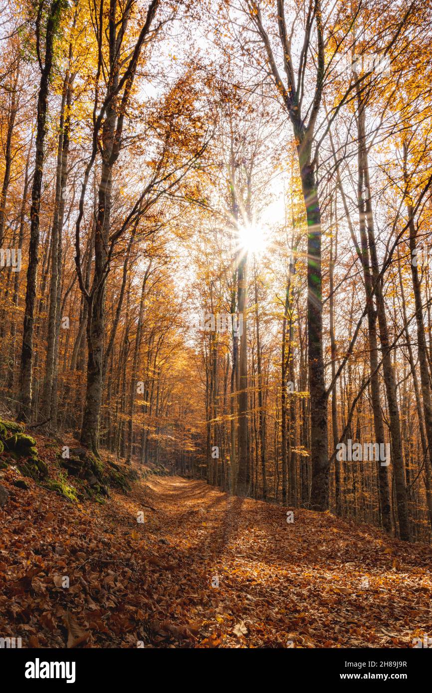São Lourenço Beech Tree Forest, pathway leaves fall in ground landscape ...