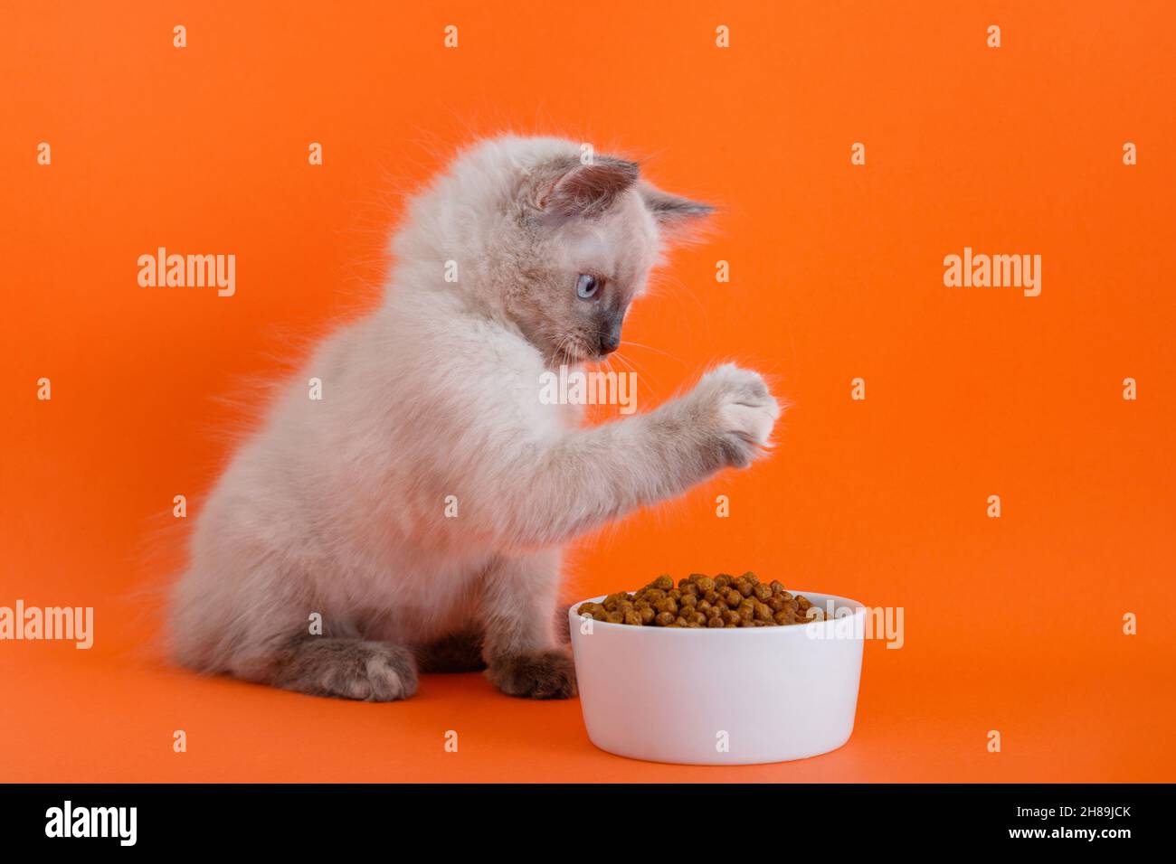 Cute fluffy gray kitten eat dry food, feed in bowl Isolated on color ...