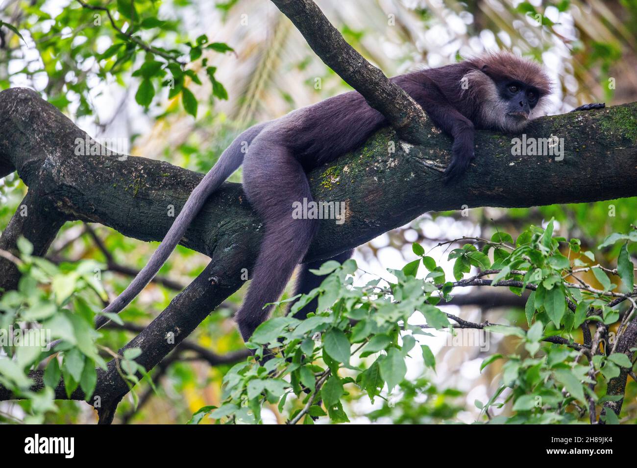 Colombo, Sri Lanka. November 28, 2021, Colombo, western province, Sri ...