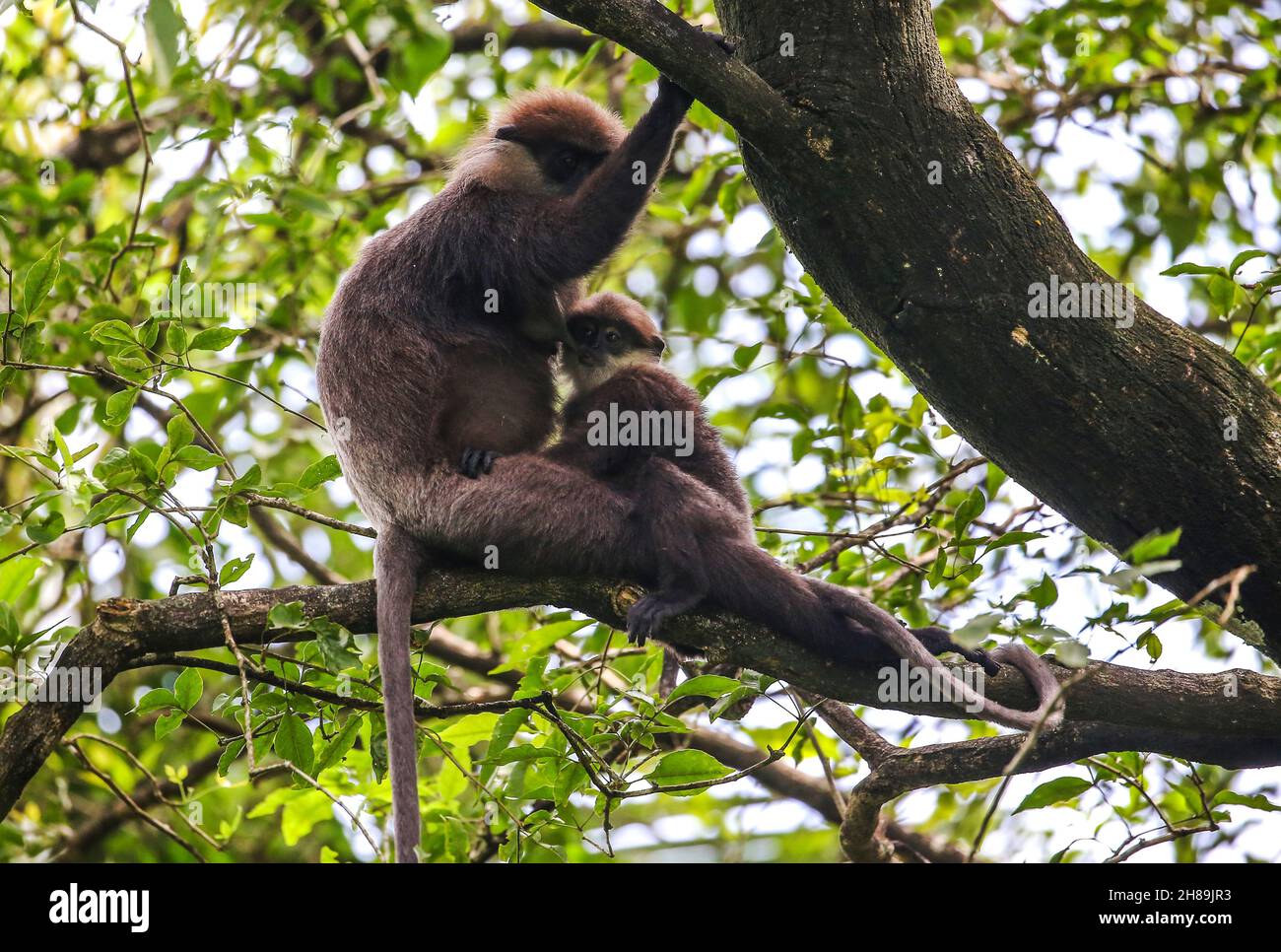 Purple faced leaf monkey hi-res stock photography and images - Alamy
