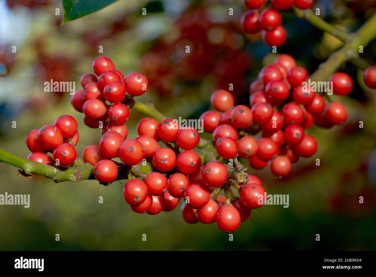 Sorbus tree hi-res stock photography and images - Alamy