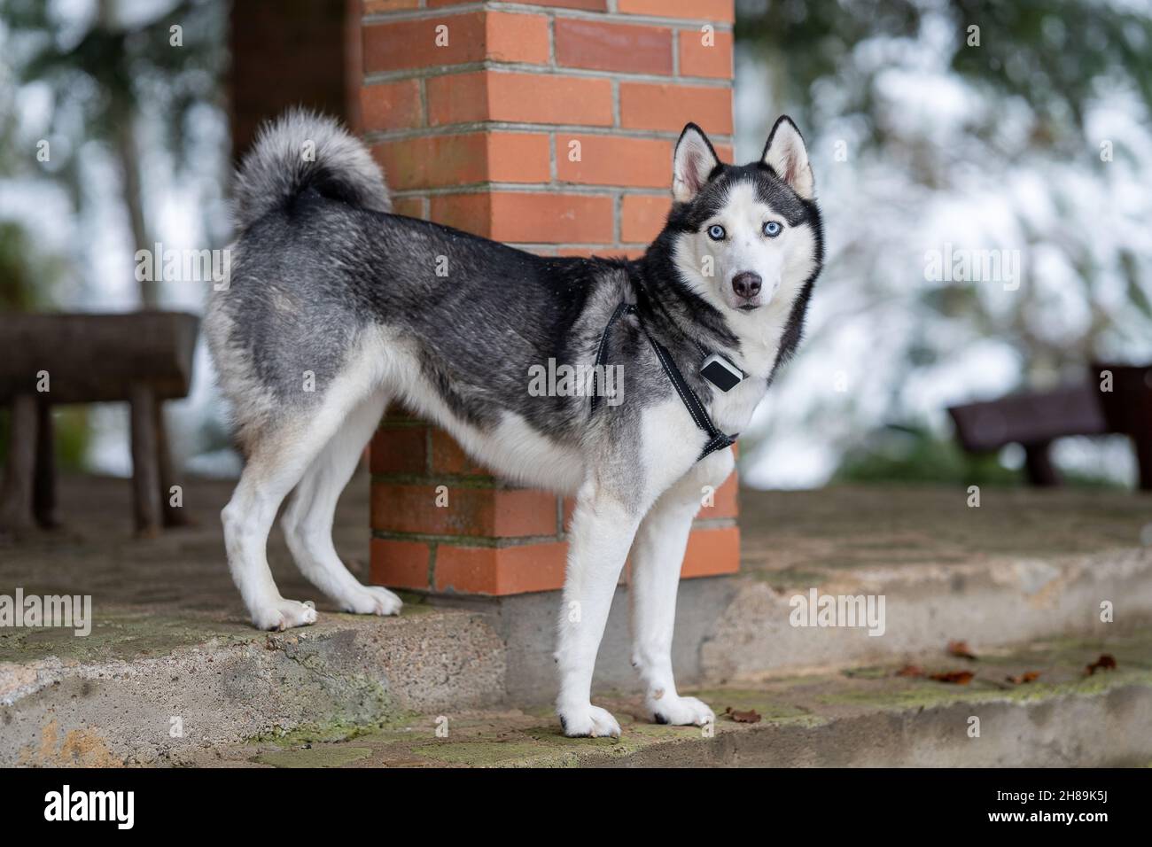 A dog breed Husky stands on stairs and looking far away Stock Photo - Alamy