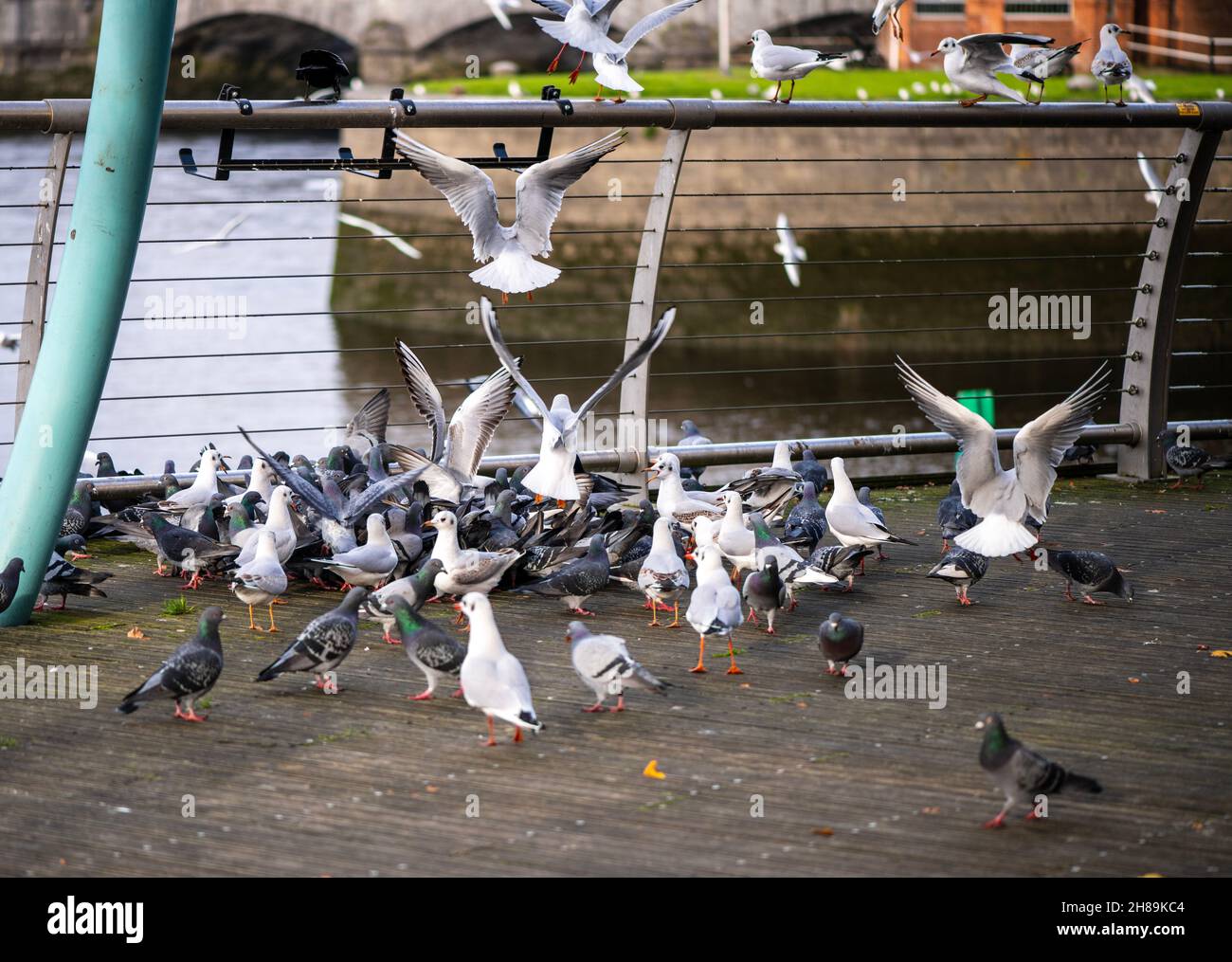 Gull attack person hi-res stock photography and images - Alamy