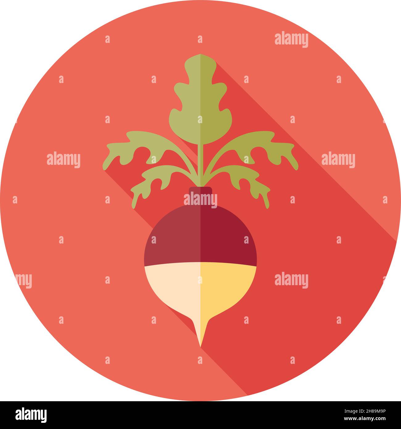 Rutabaga or Swede flat icon. Vegetable root vector illustration Stock ...