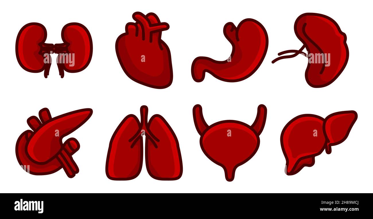 human digestive system set vector illustration Stock Vector Image & Art ...
