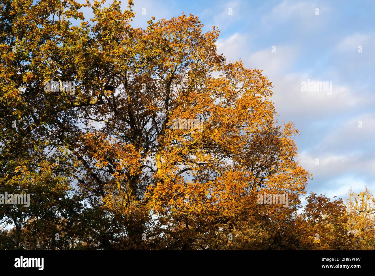 Oak tree leaves background fall quercus robur hi-res stock photography ...