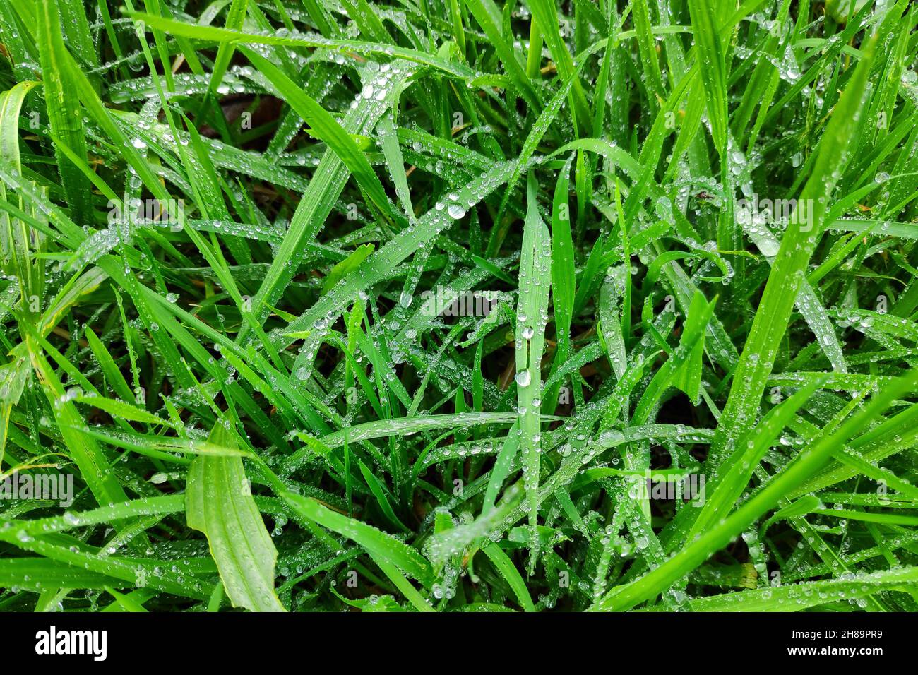 Wet grass plant hi-res stock photography and images - Alamy