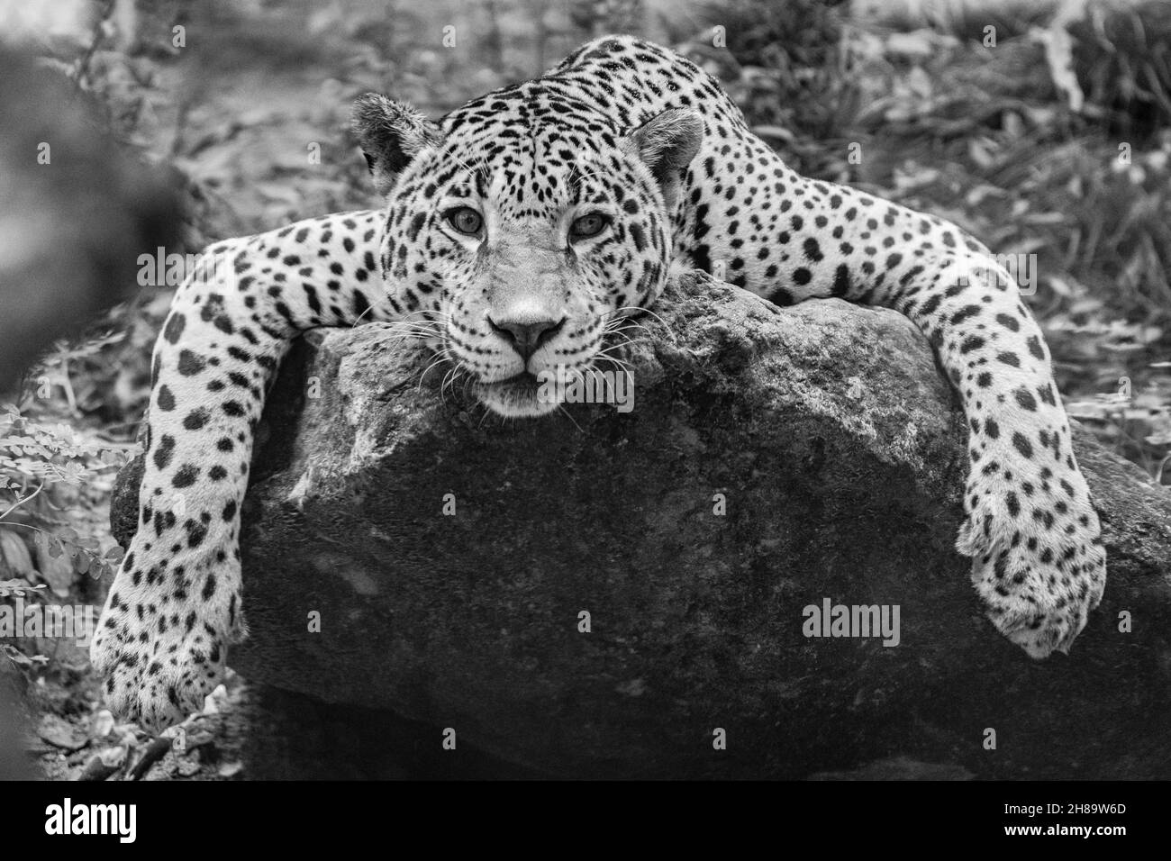 A grayscale shot of a leopard relaxing in a stone Stock Photo - Alamy