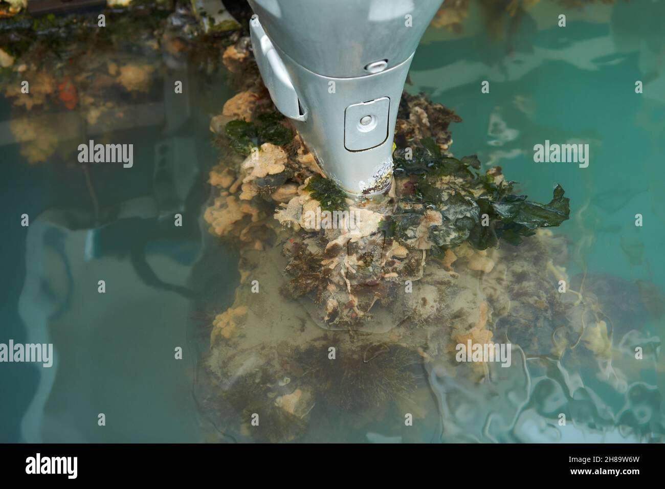 Molluscs, overgrown ship bottom. Shellfish on the hull of the ship ...