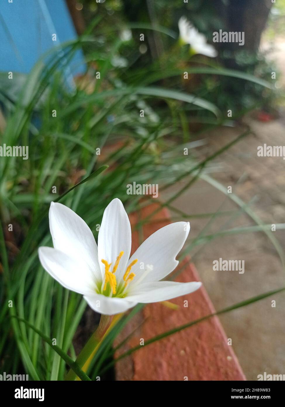 A closeup shot of an autumn zephyrlily (Zephyranthes candida) flower ...