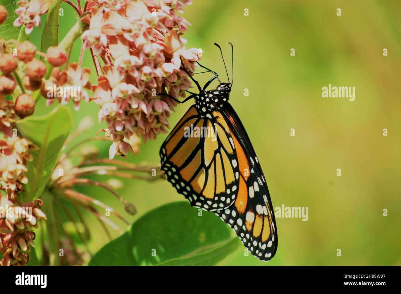 A selective focus shot of danaida monarch (danaus plexippus) on ...