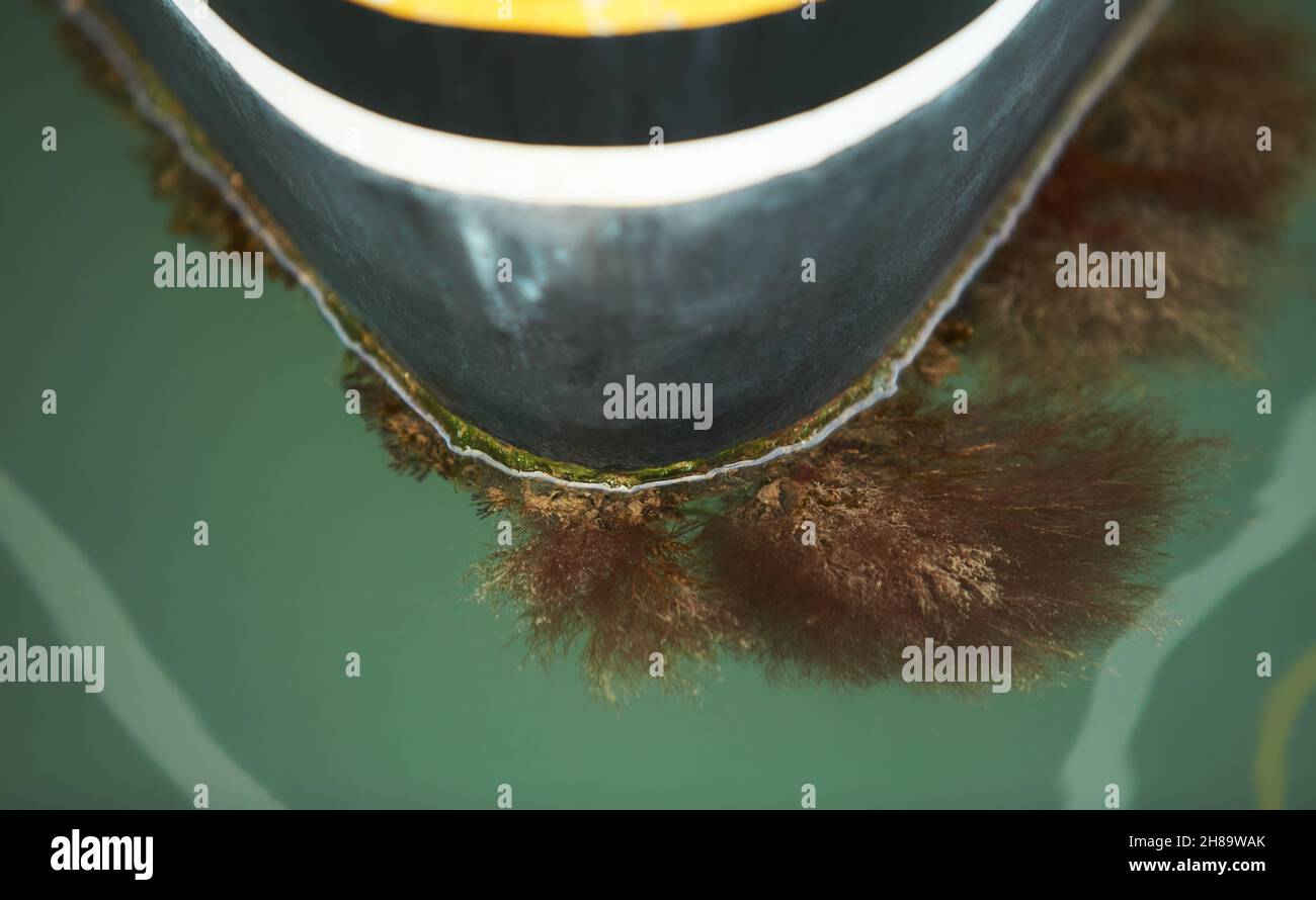 Molluscs, overgrown ship bottom. Shellfish on the hull of the ship ...