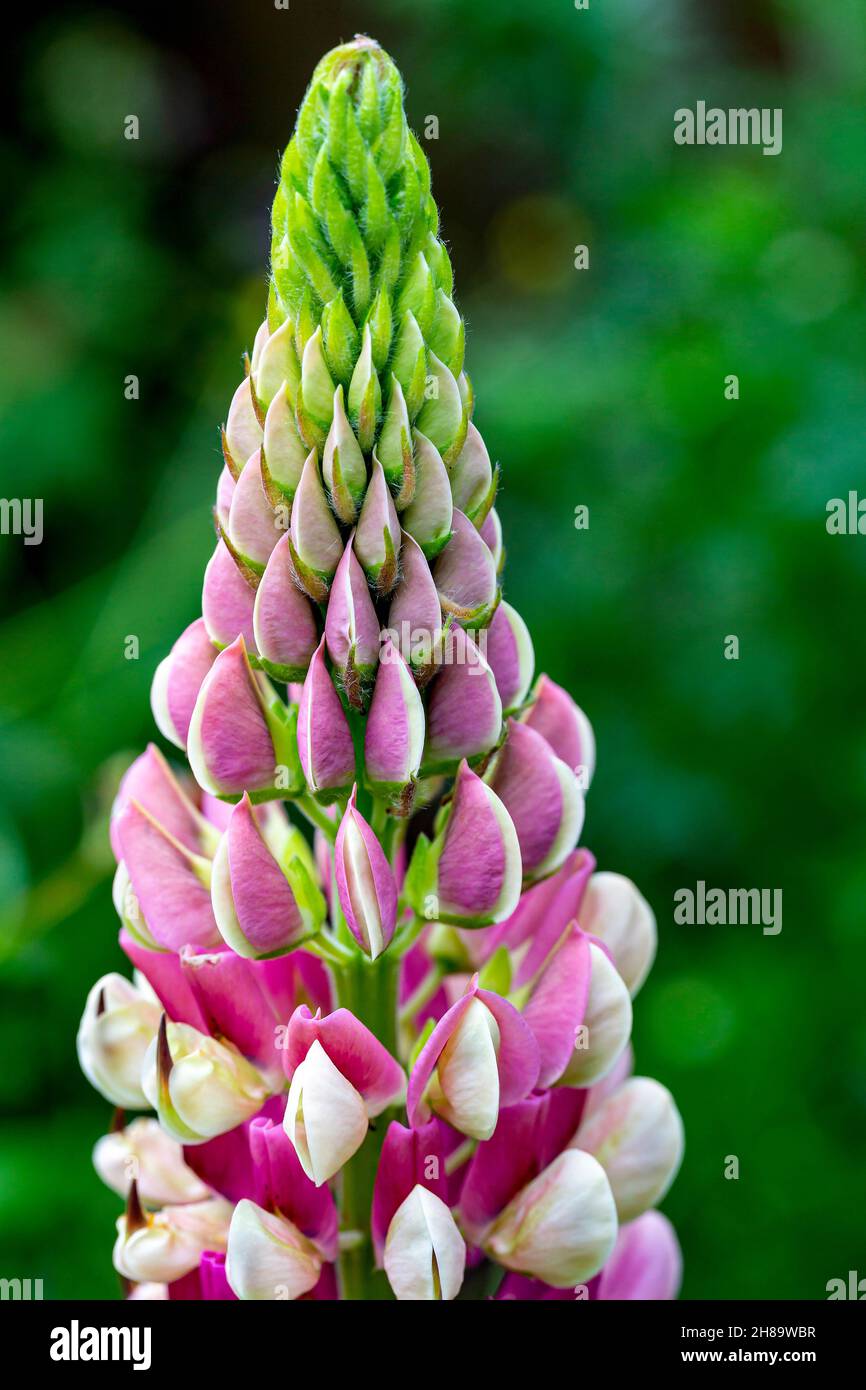 Perennials lupin lupins borders hi-res stock photography and images - Alamy