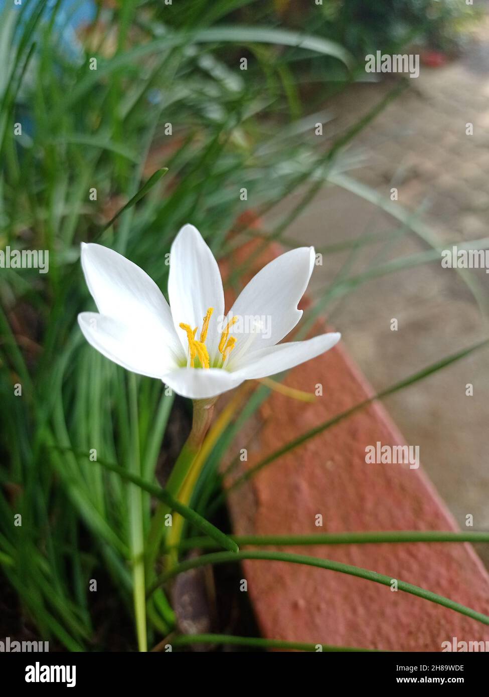 A closeup shot of an autumn zephyrlily (Zephyranthes candida) flower ...