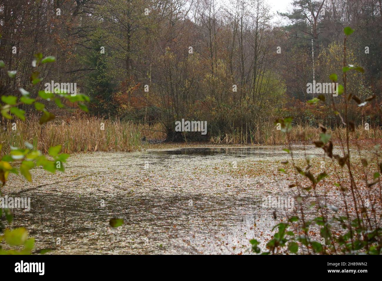 Rural pond in nature hi-res stock photography and images - Alamy