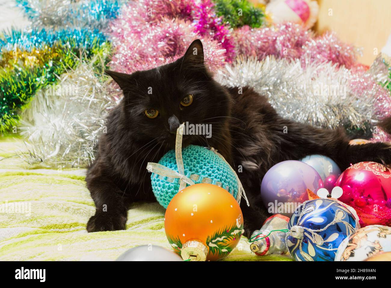 Festive cat hi-res stock photography and images - Alamy
