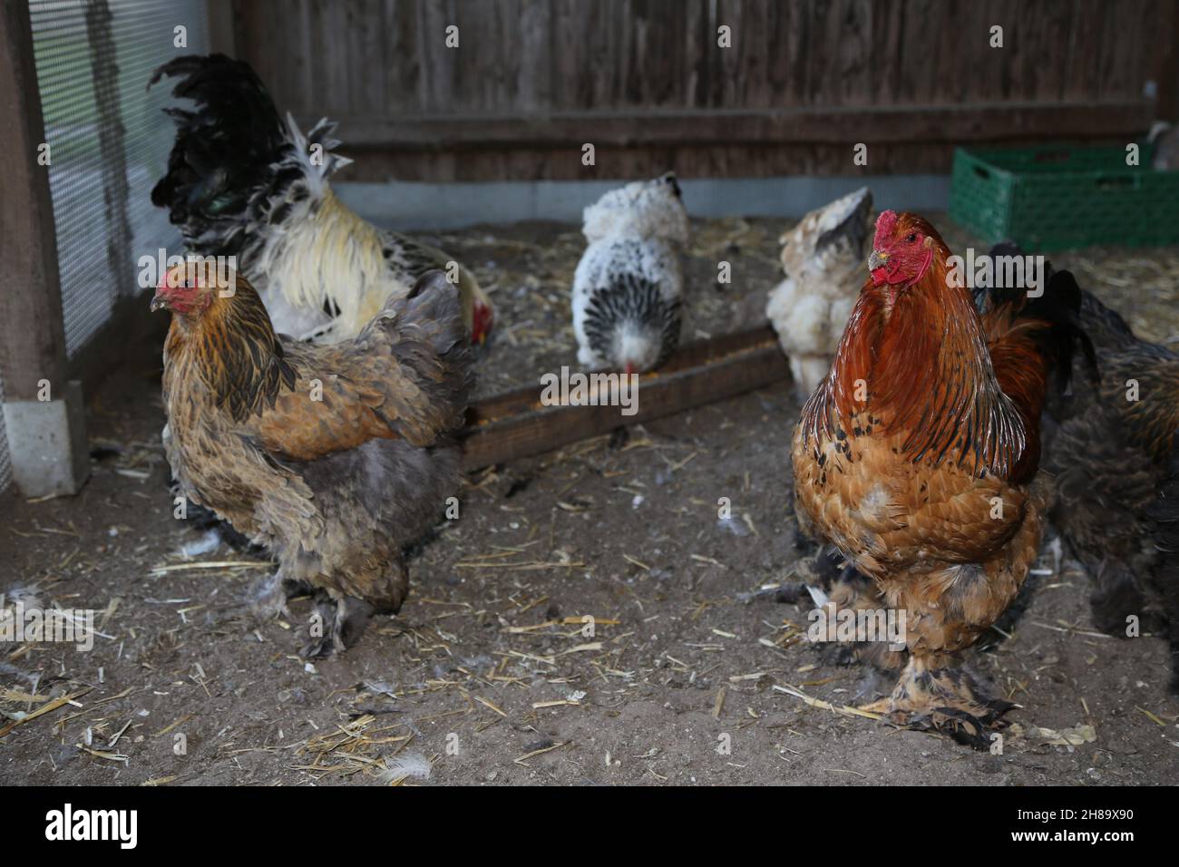 A flock of hens in the livestock in the village Stock Photo - Alamy