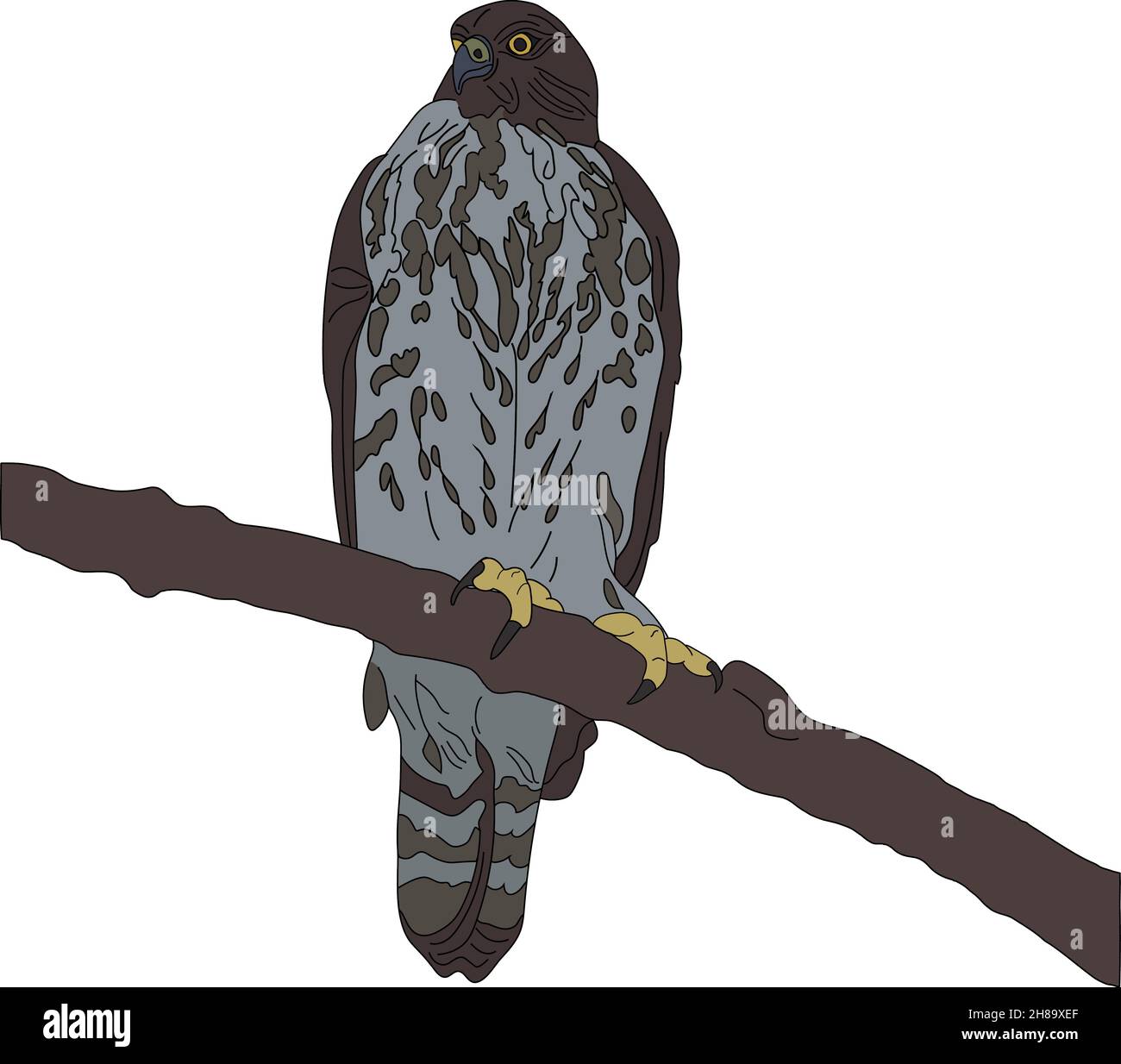 Goshawk isolated birds. Set of realistic birds.Hand drawn vector sketch ...