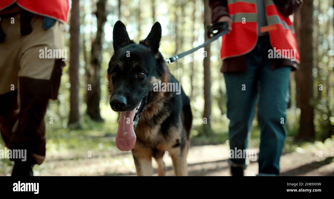 Canine search hi-res stock photography and images - Alamy