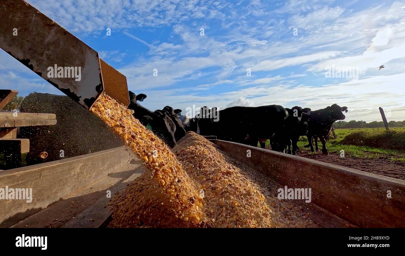 Focus on cow hi-res stock photography and images - Alamy