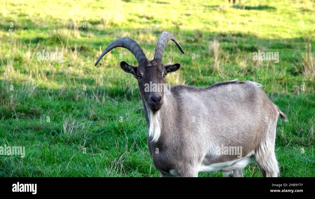 Photo of a goat hi-res stock photography and images - Alamy