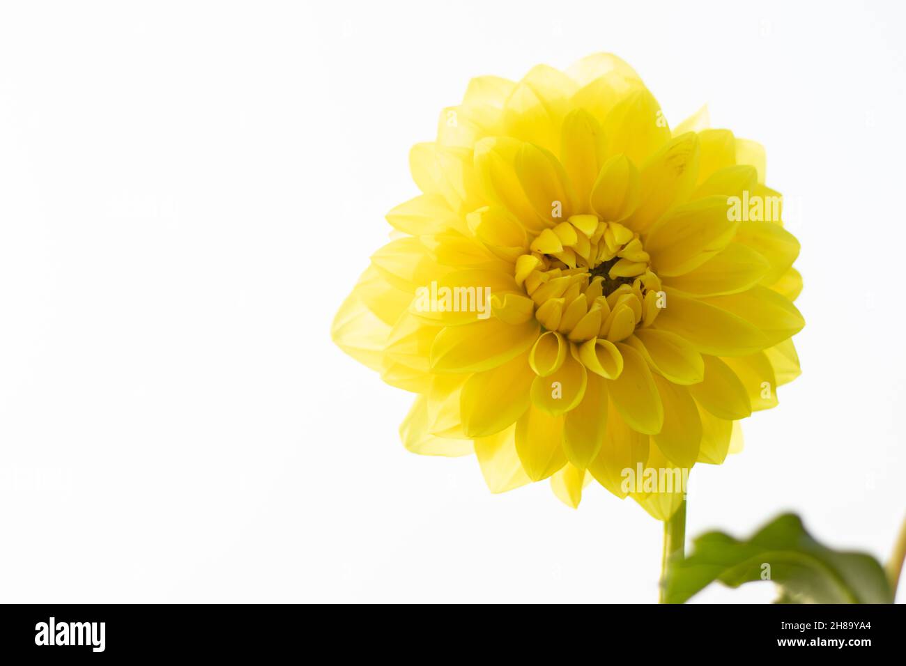 Large bright yellow daisy Cut Out Stock Images & Pictures - Alamy