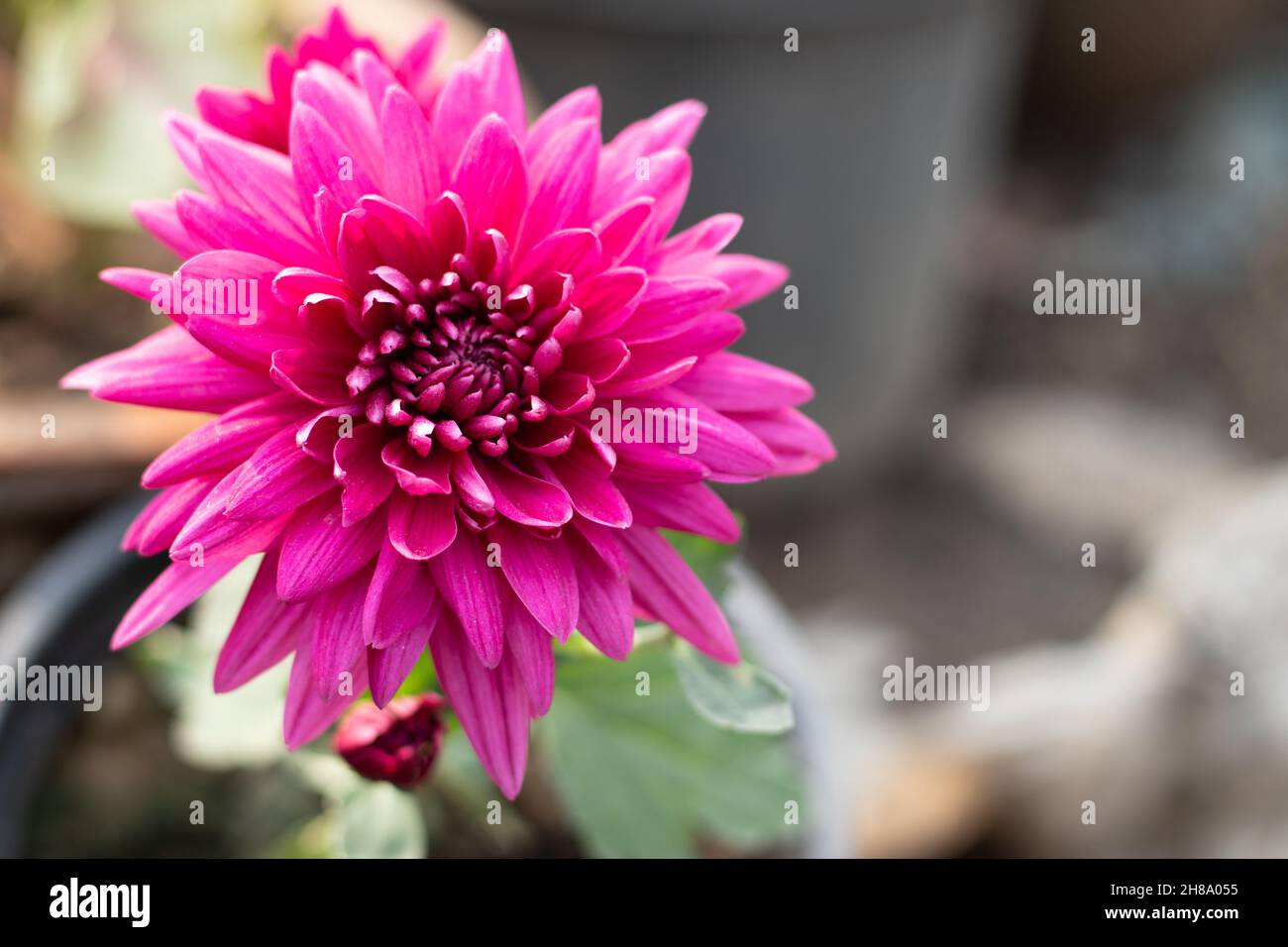 Indian pink flowers hi-res stock photography and images - Alamy