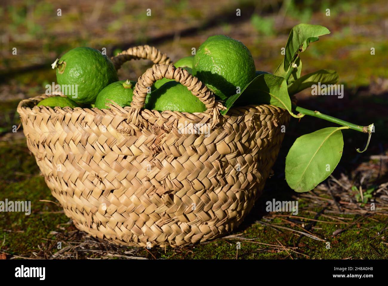 An old wicker basket made of raffia with freshly picked lemons in it ...