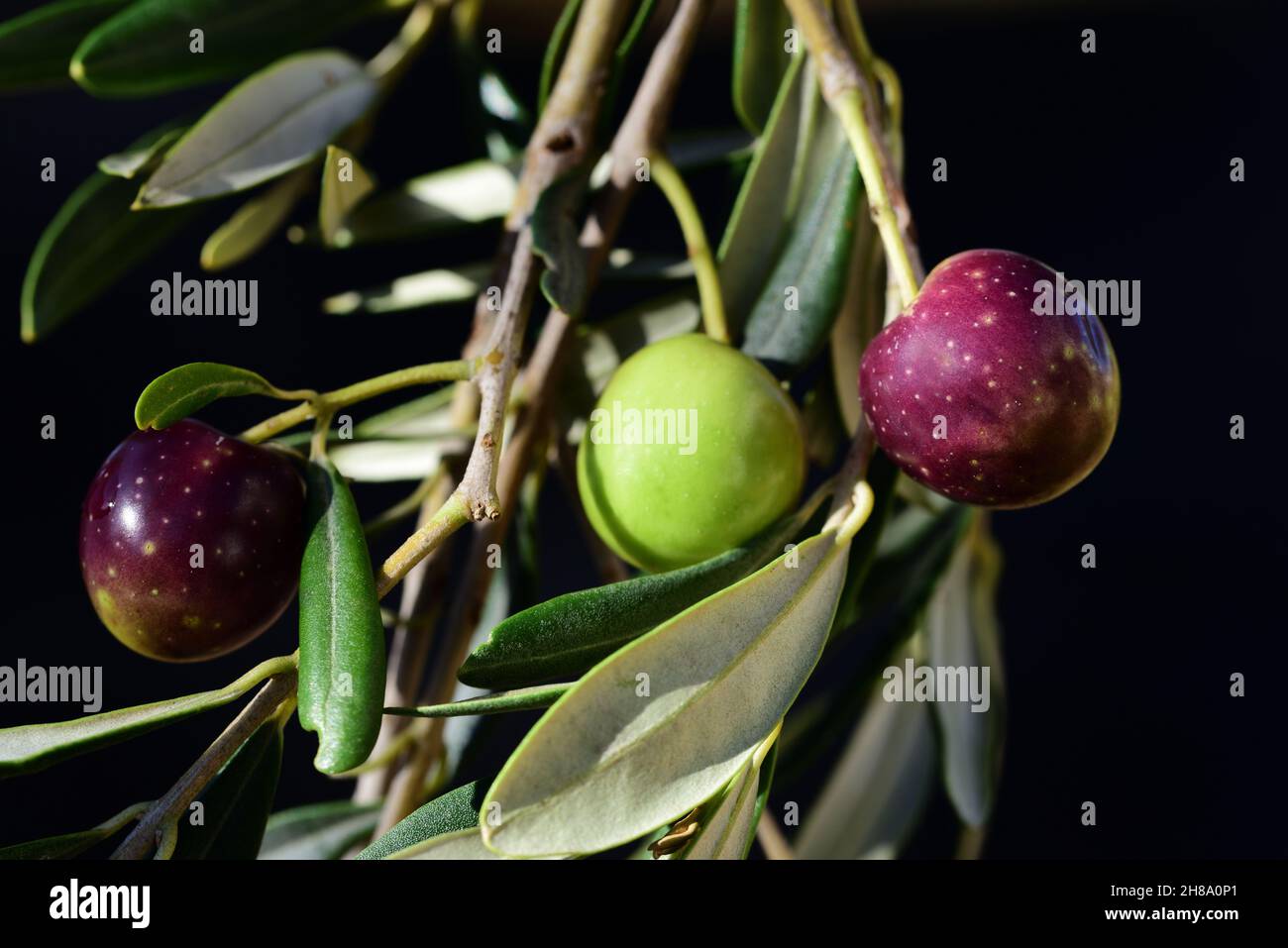 Close-up of ripe, red olives, which slowly change color in autumn, on ...