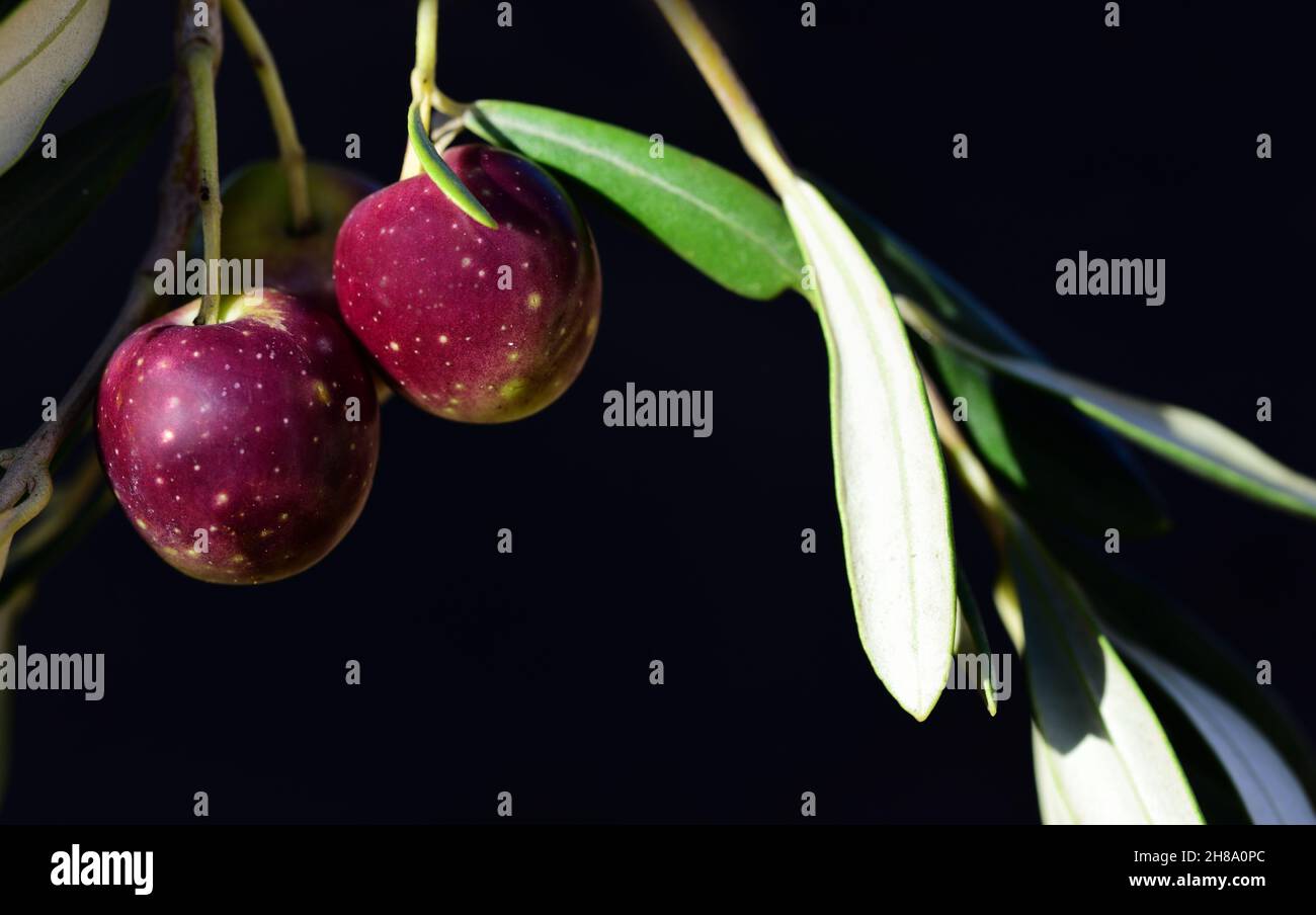 Close-up of ripe, red olives, which slowly change color in autumn, on ...