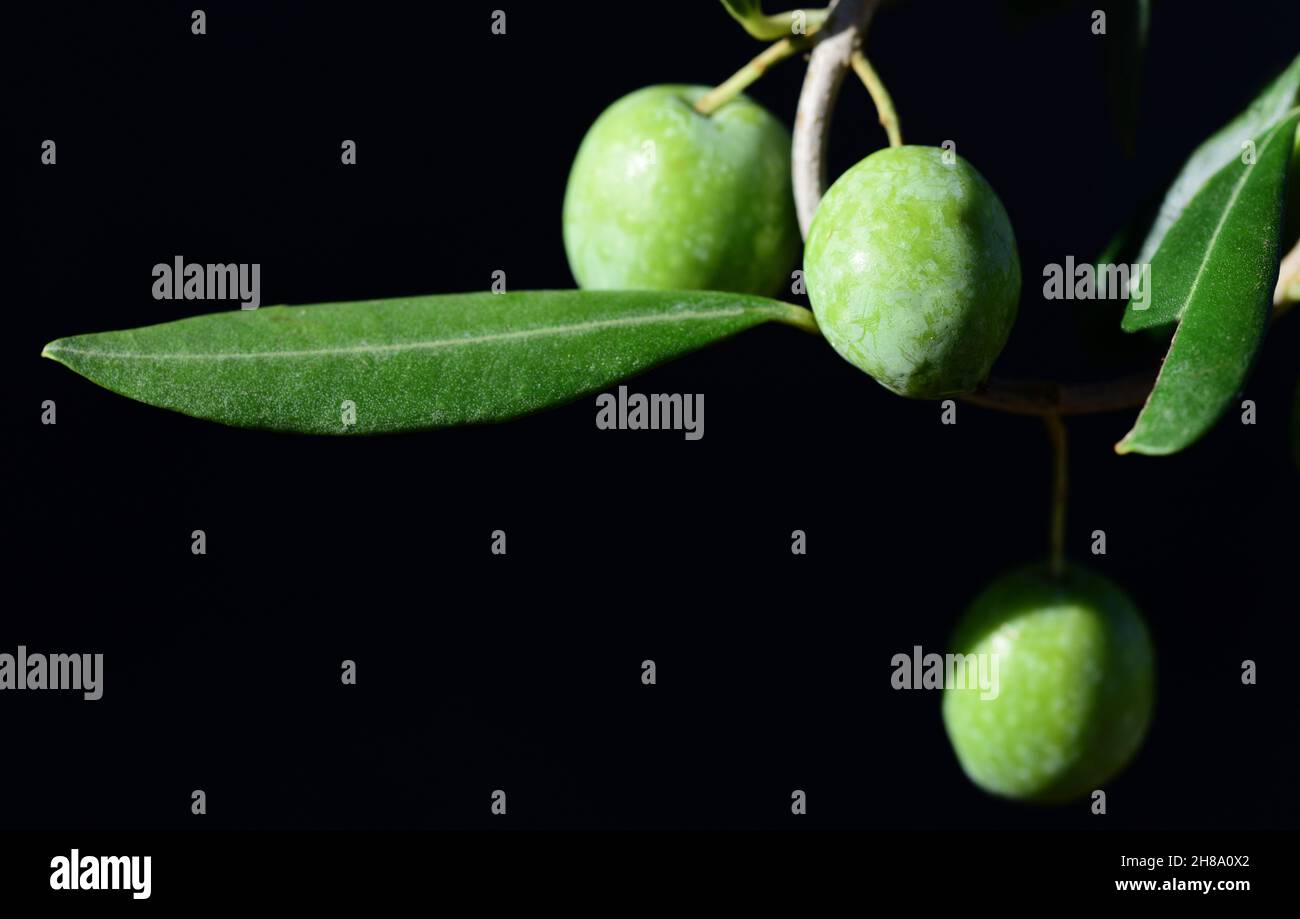 Olive leaf close up hi-res stock photography and images - Alamy