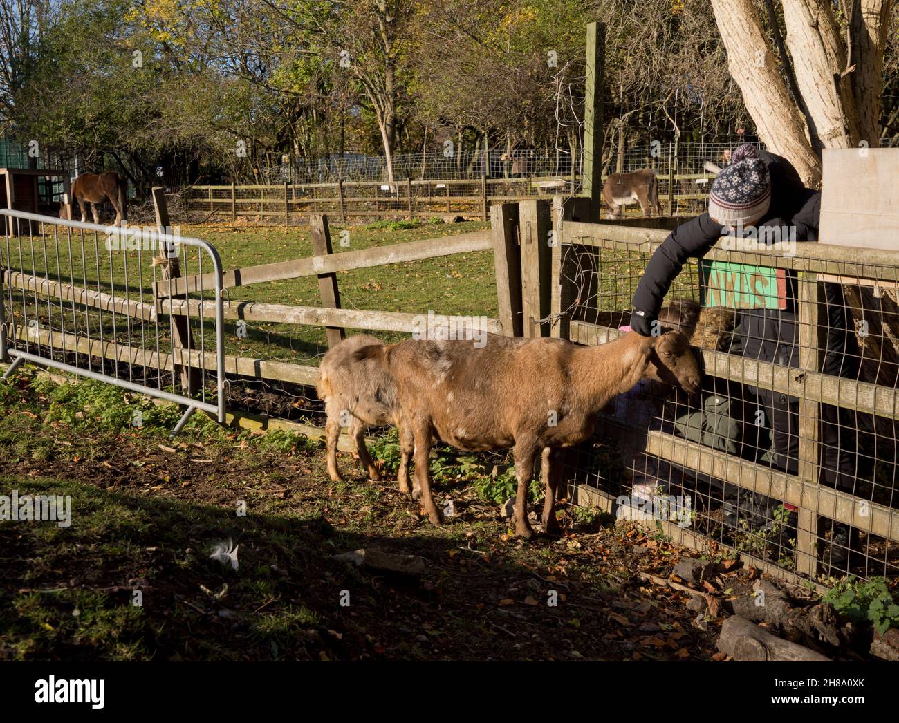 Family visiting Hackney City Farm playing with goat in London, England ...