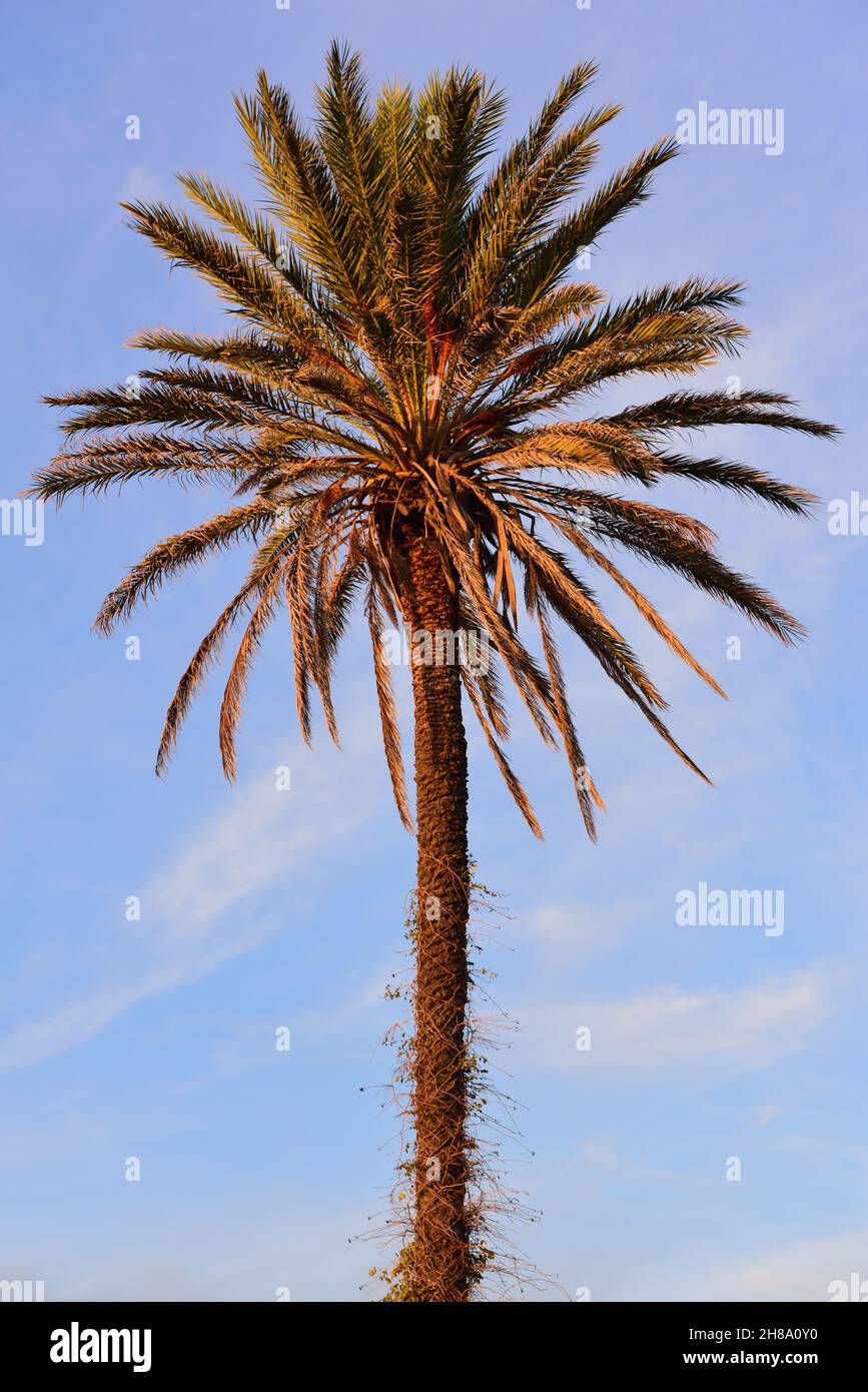 The evening light shines on a tall palm tree in portrait format against ...