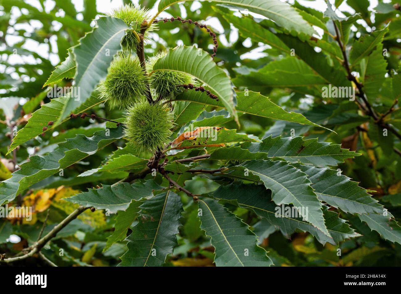 English sweet chestnut hi-res stock photography and images - Alamy