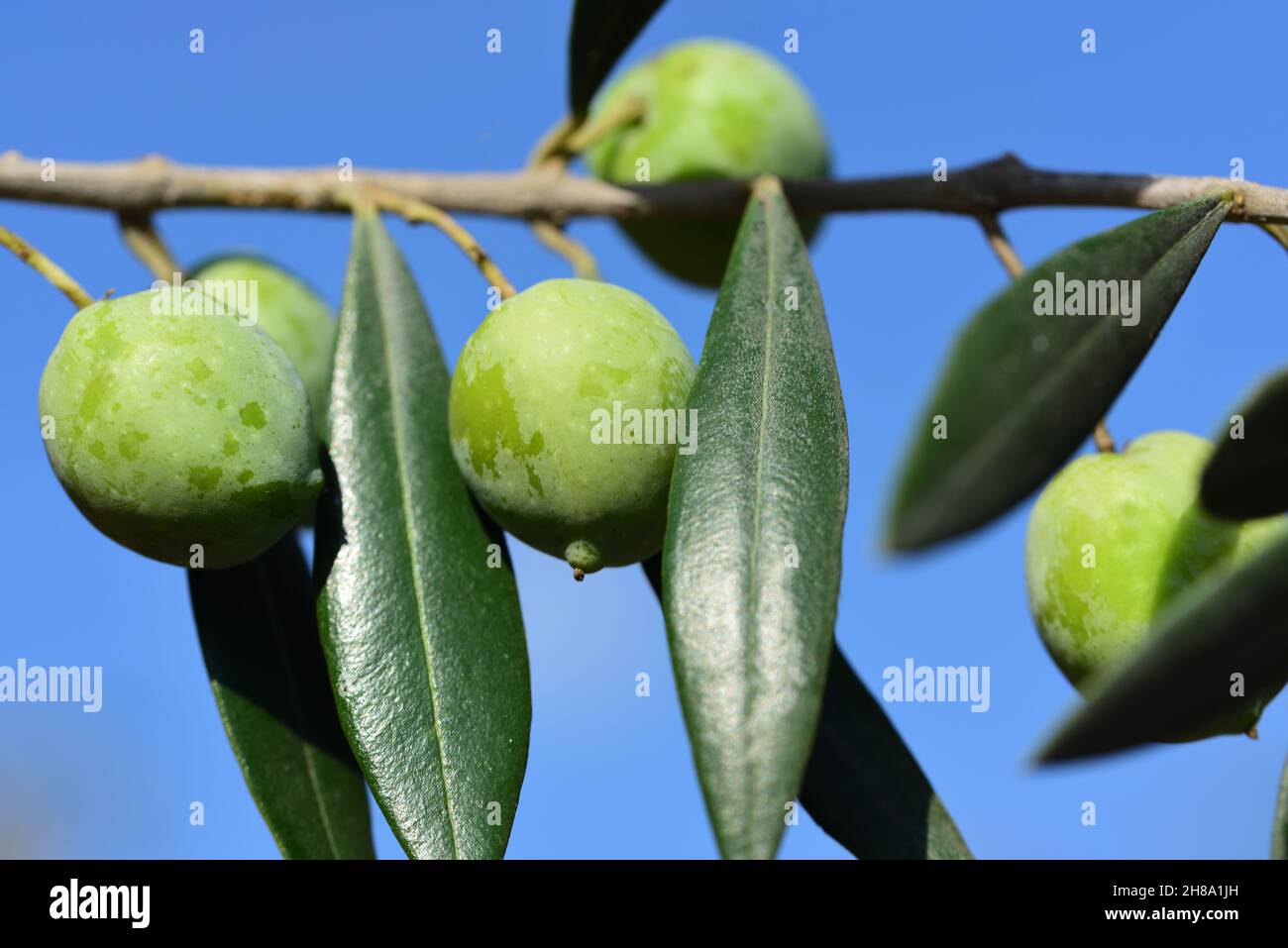 Large olive plantation italy hi-res stock photography and images - Alamy